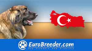 Turkey - Dog Breeders and Kennels - EuroBreeder.com